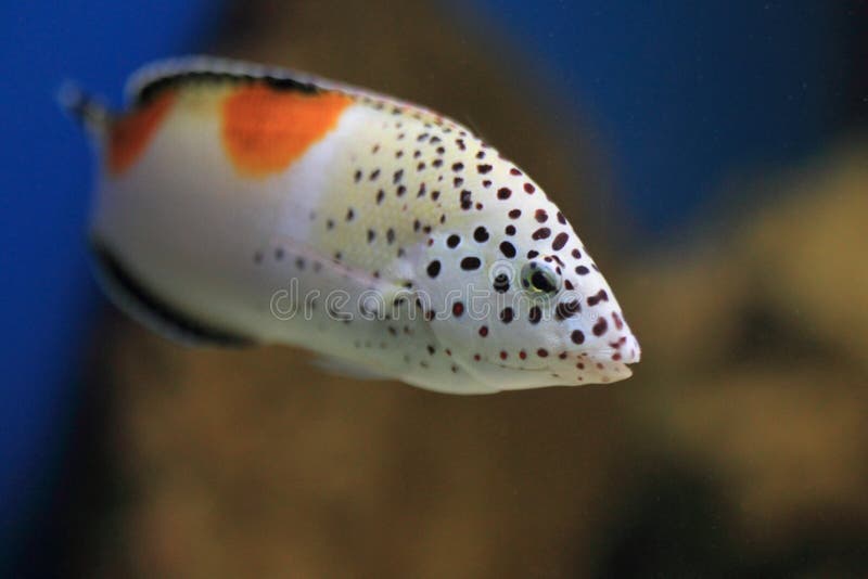 Clown coris stock image. Image of coris, coral, spotted - 22339717