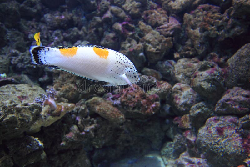 Clown coris stock image. Image of bright, water, wrasse - 31138203