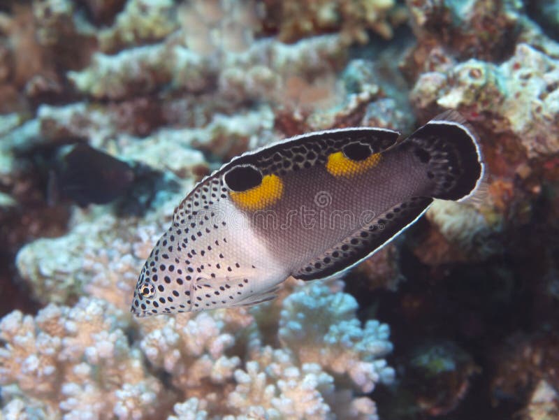 Clown coris stock image. Image of bright, water, wrasse - 31138203