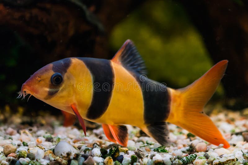 Clown De Botia (macracantha De Botia) Photo stock - Image du natation ...