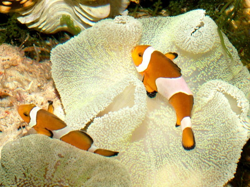 Clown Fish#1 stock image. Image of plants, life, animals - 219001
