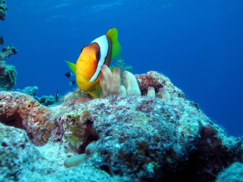 Clown fish stock photo. Image of fish, pesce, sharm, rosso - 11532242