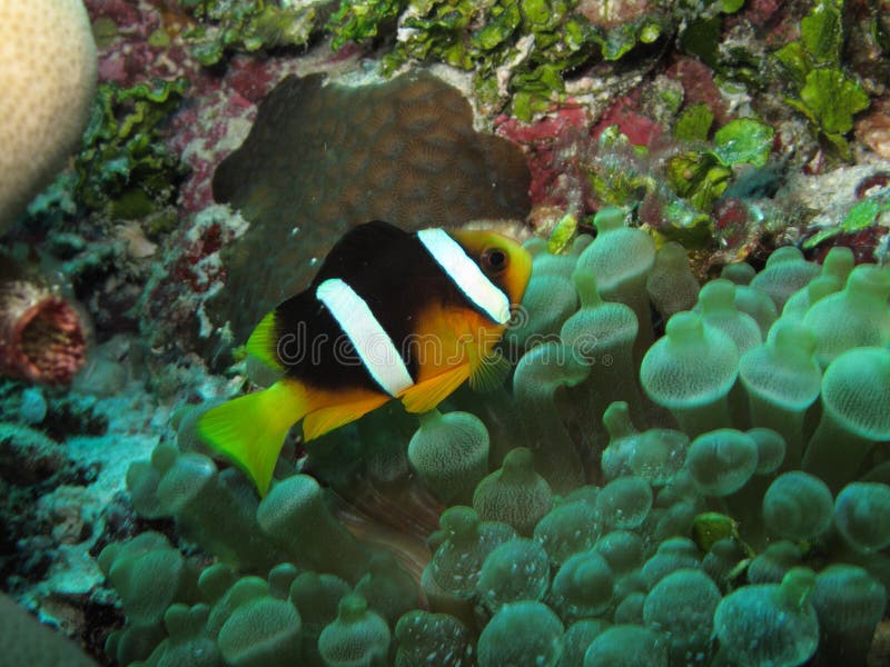 725 Scared Fish Stock Photos - Free & Royalty-Free Stock Photos from ...