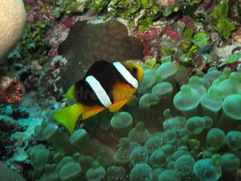 725 Scared Fish Stock Photos - Free & Royalty-Free Stock Photos from ...