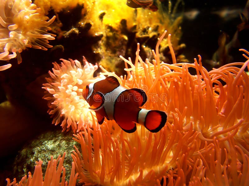 Clown fish stock photo. Image of wildlife, orange, plant - 1581220