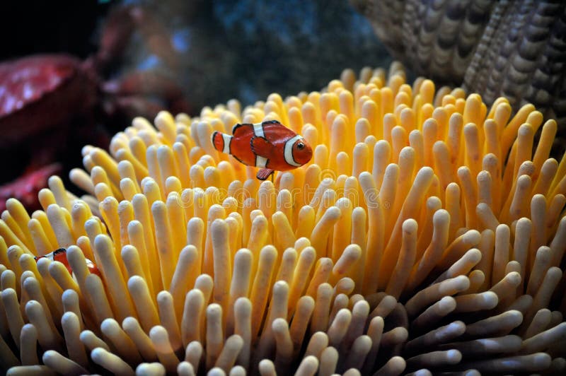 Clown fish stock photo. Image of marine, anemone, ocean - 16694032