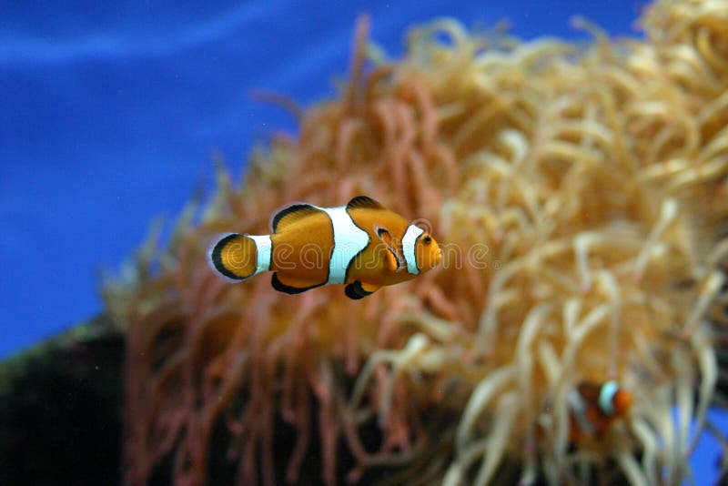 Clown fish stock image. Image of reef, dori, striped, natureorange - 187931