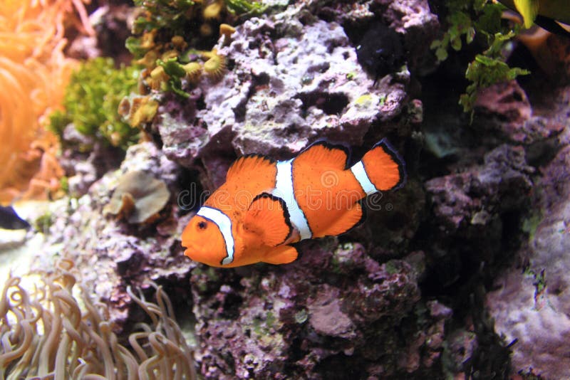 Clown fish stock image. Image of dive, animal, cute, colorful - 26004725