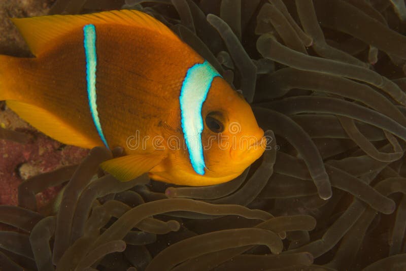 Clown Fish (Amphiprion Bicinctus) Stock Photo - Image of life, tropical ...