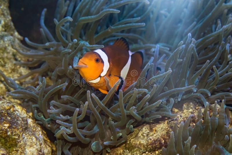 Clown fish in an anemone stock photo. Image of orange - 64628202