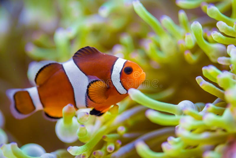 Tiger barb fish. stock image. Image of hobbie, tiger, aquaria - 6362351