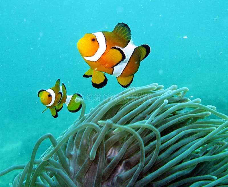 Clown Fish in the Coral Reef Stock Photo - Image of places, fish: 4640298