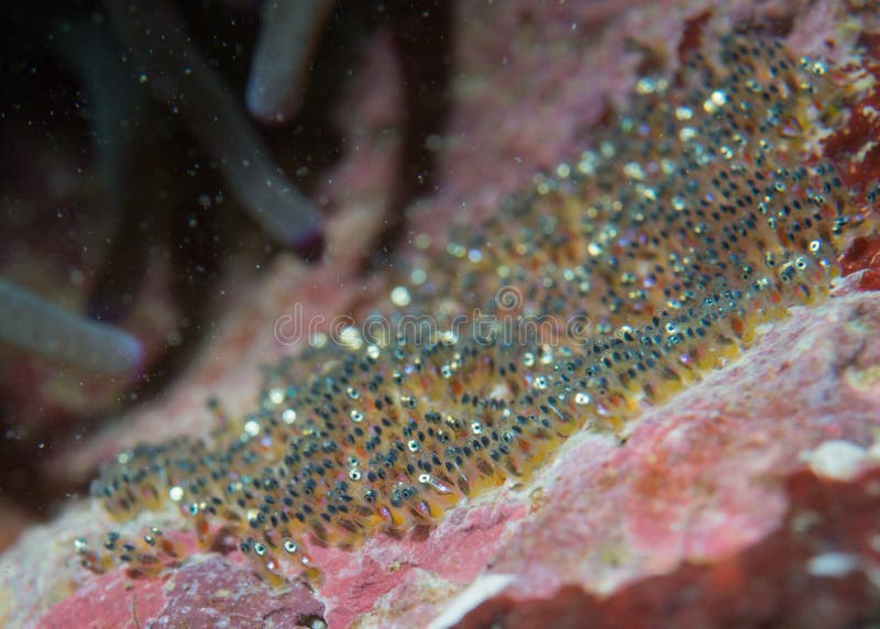 Clown Fish Eggs on Rocks Macro Detail Stock Image - Image of aquarium ...