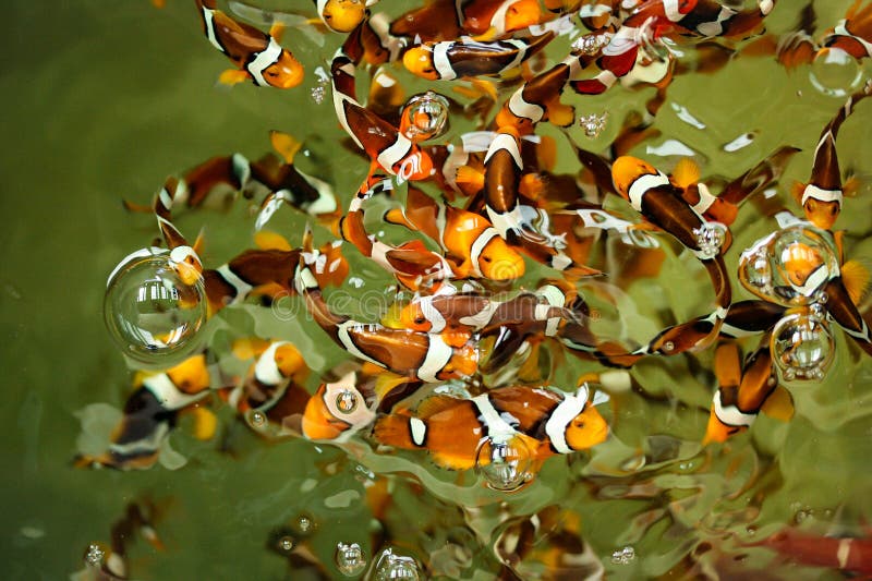 Clown Fish in the Fish Farm Stock Image - Image of nature, aquarium ...