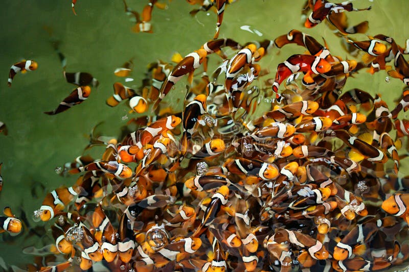 Clown Fish in the Fish Farm Stock Image - Image of decorative, life ...