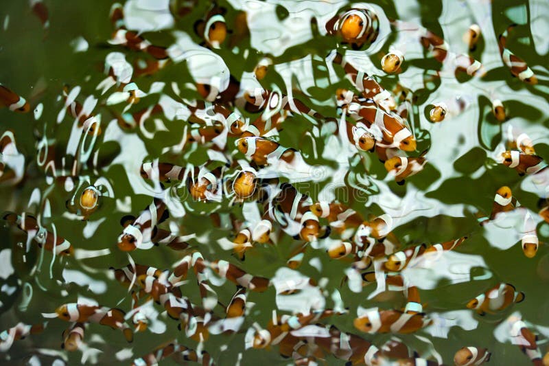 Clown Fish in the Fish Farm Stock Image - Image of amphiprion, black ...