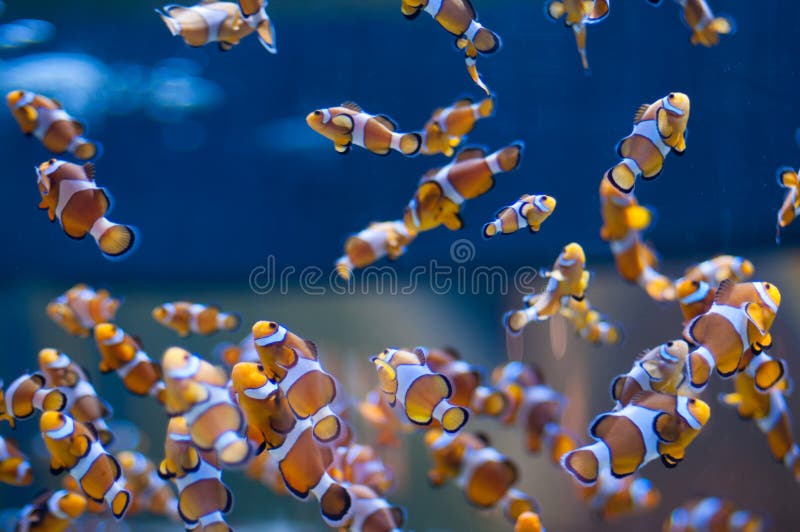 Clown fish stock photo. Image of clown, suspended, fish - 54658336