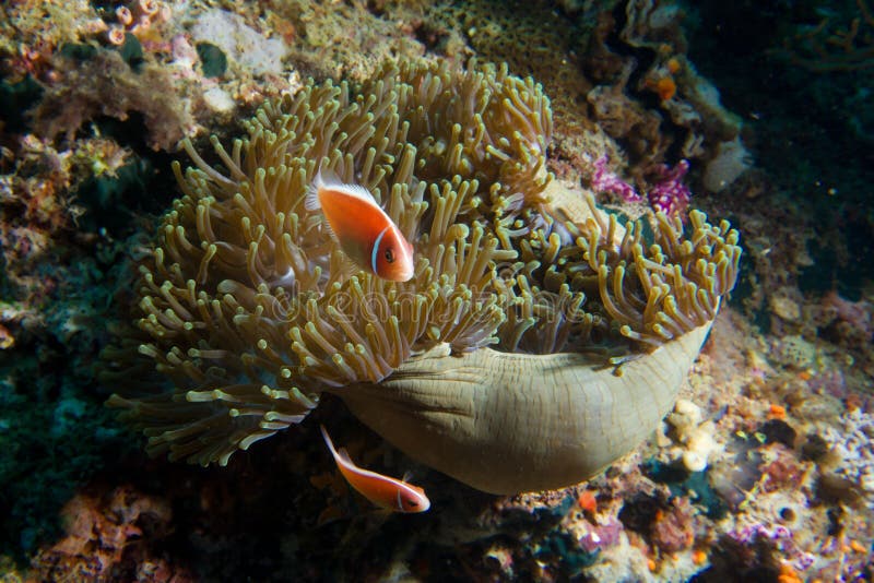 Clown fish guards stock photo. Image of coral, clownfish - 24987080