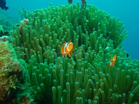 Search Point Nemo Nigeria Stock Photos - Free & Royalty-Free Stock ...