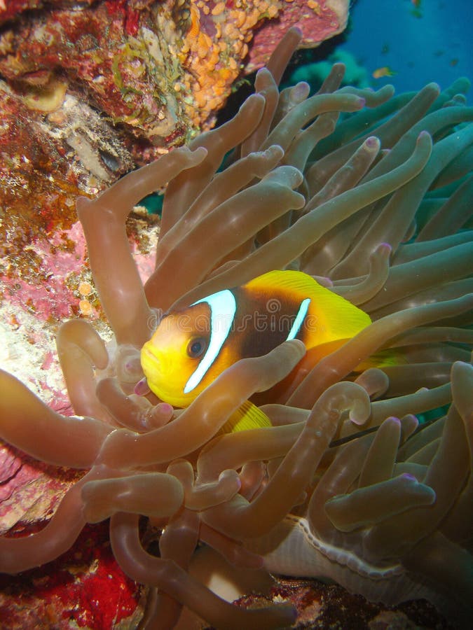 Clown Fish stock image. Image of scuba, clown, underwater - 4122453