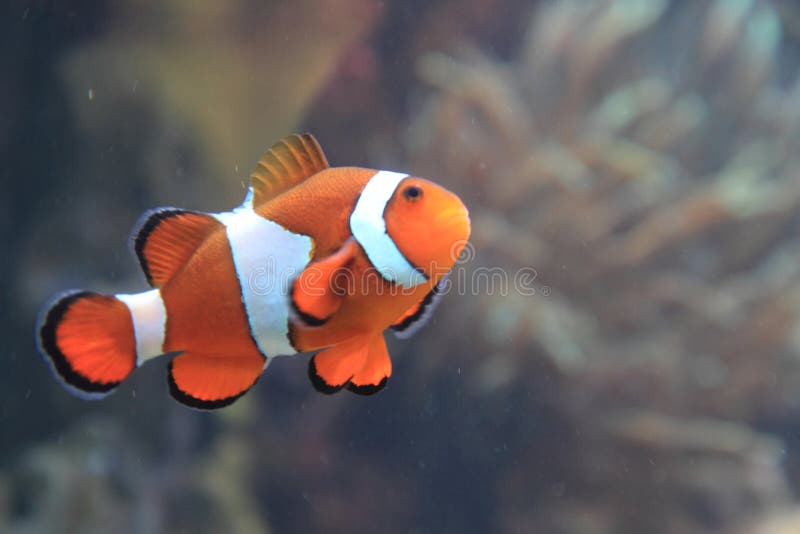 Clown nemo fish stock photo. Image of nemo, marine, tropical - 107967246