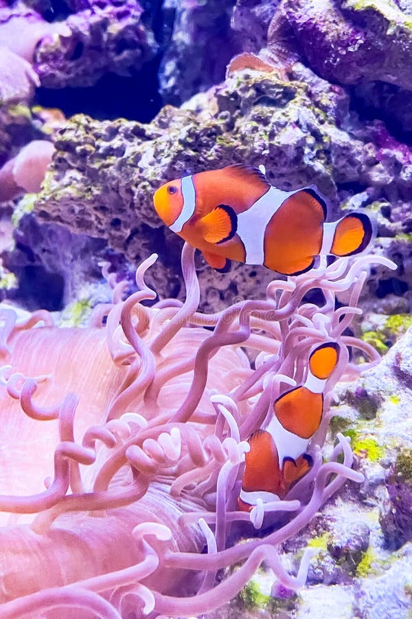 The clown fish in ocean stock photo. Image of fish, clown - 368273346