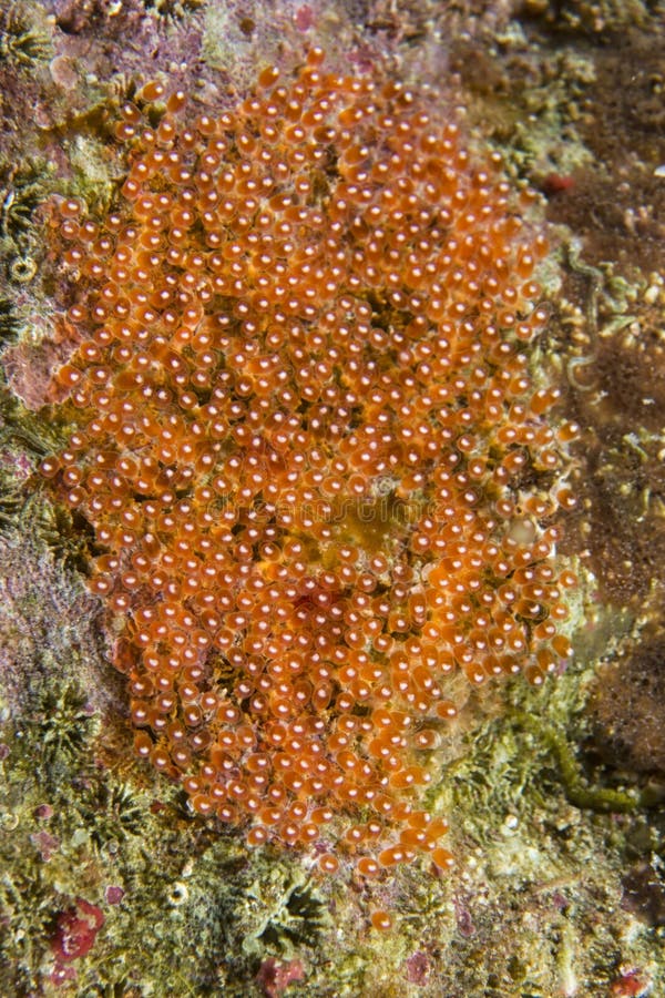 Clown Loach stock photo. Image of water, loach, fish, clown - 3021662