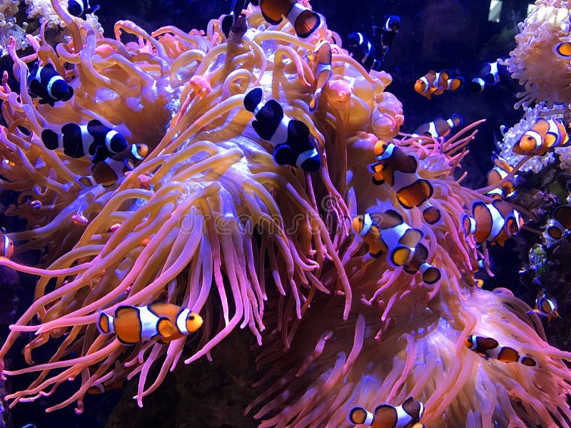 Clown Fish stock image. Image of reef, pacific, colorful - 85449971