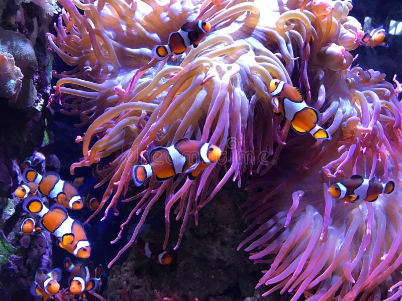 Clown Fish stock photo. Image of pacific, scuba, nature - 85450002