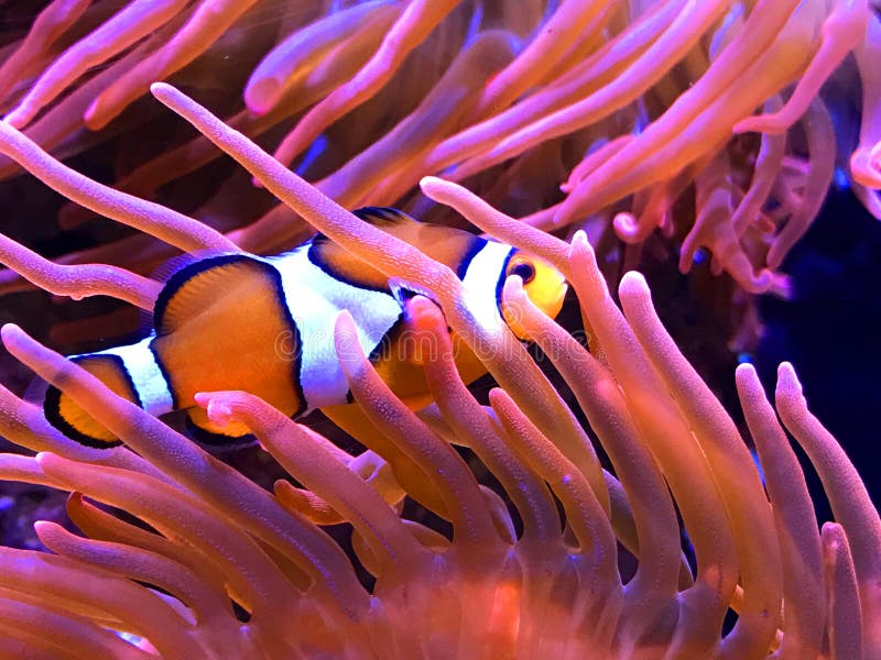 Clown Fish stock image. Image of barrier, fish, aquarium - 85450279