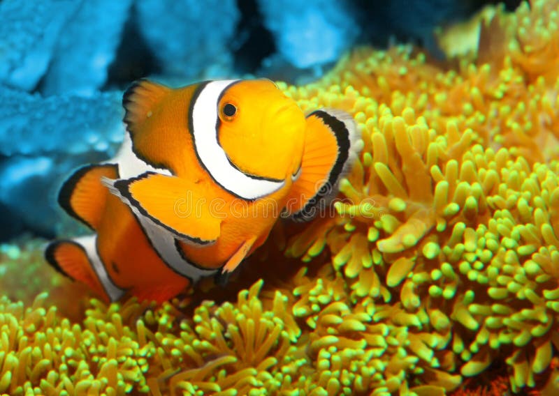 Clown Fish, Blue Water, Coral Reef - Red Sea Anemo Stock Image - Image ...