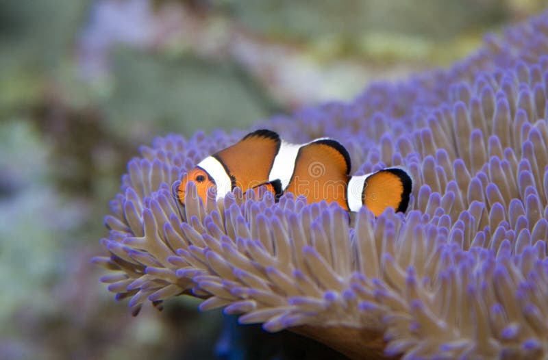 Clown Fish side view stock photo. Image of colorful, great - 9141030