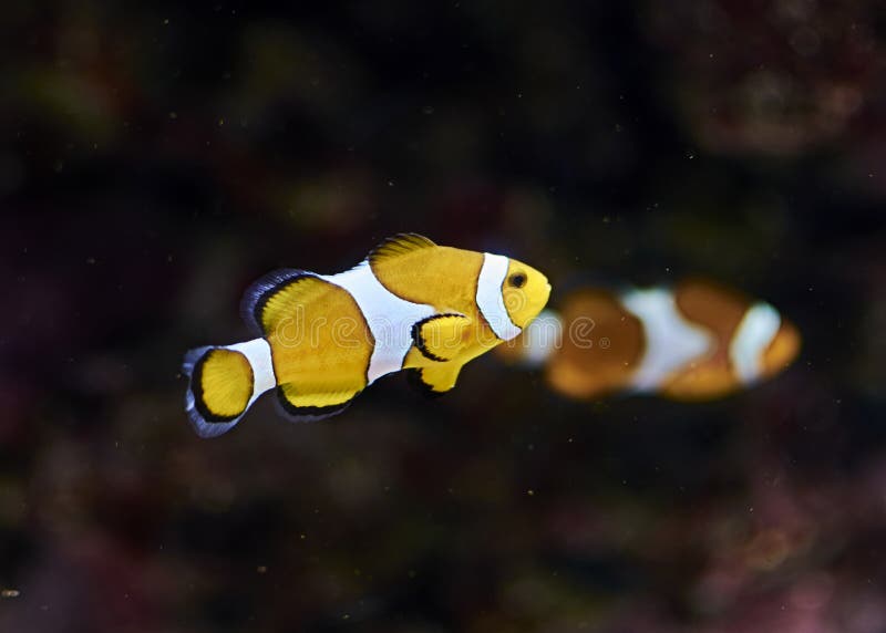 Underwater Partition Stock Photos - Free & Royalty-Free Stock Photos ...