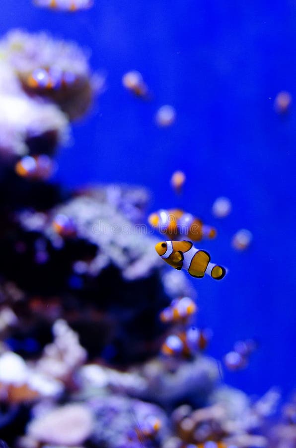 Clown fish stock image. Image of friends, aquarium, fish - 57744243