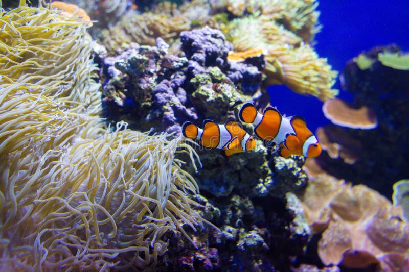 Clown Fish Swims in a Large Aquarium with Other Fish Stock Photo ...