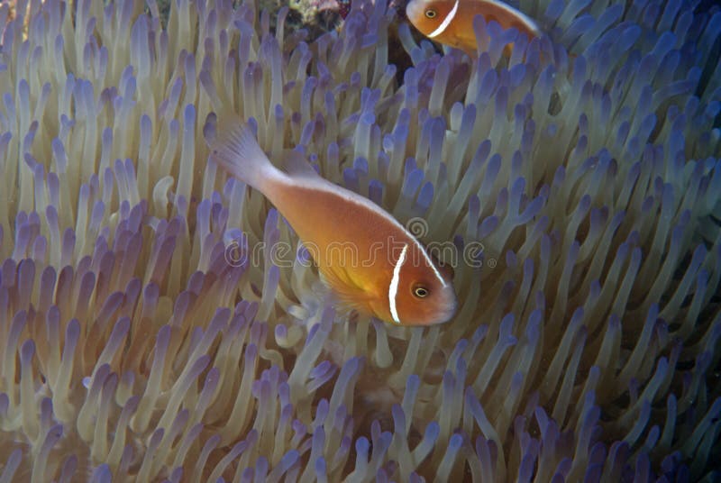 Clown fishes (Nemo) stock photo. Image of striped, dumpling - 27028886