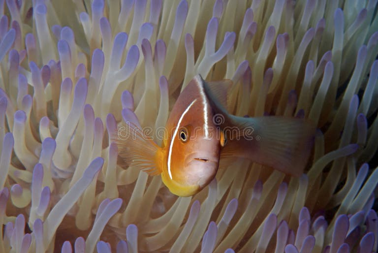 Clown fishes (Nemo) stock photo. Image of striped, tentacles - 27028990