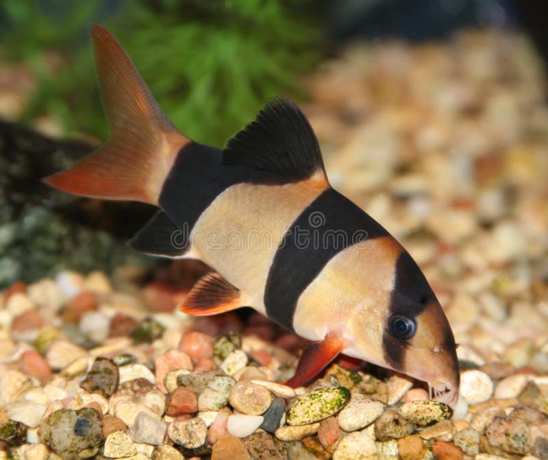 Clown loach. stock image. Image of botia, loach, tropical - 3557433