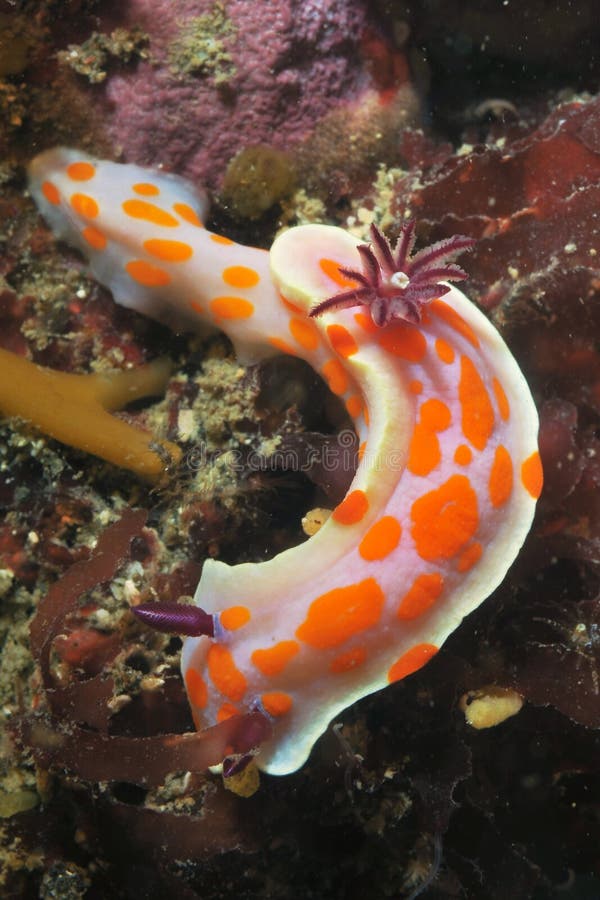 Clown Nudibranch in California Stock Photo - Image of nature, reef ...