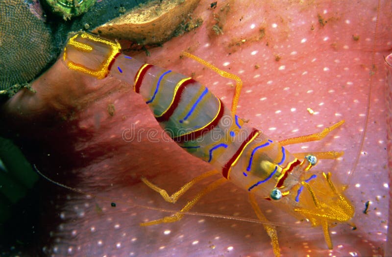 Clown Shrimp stock image. Image of ocean, crustacean, underwater - 313827