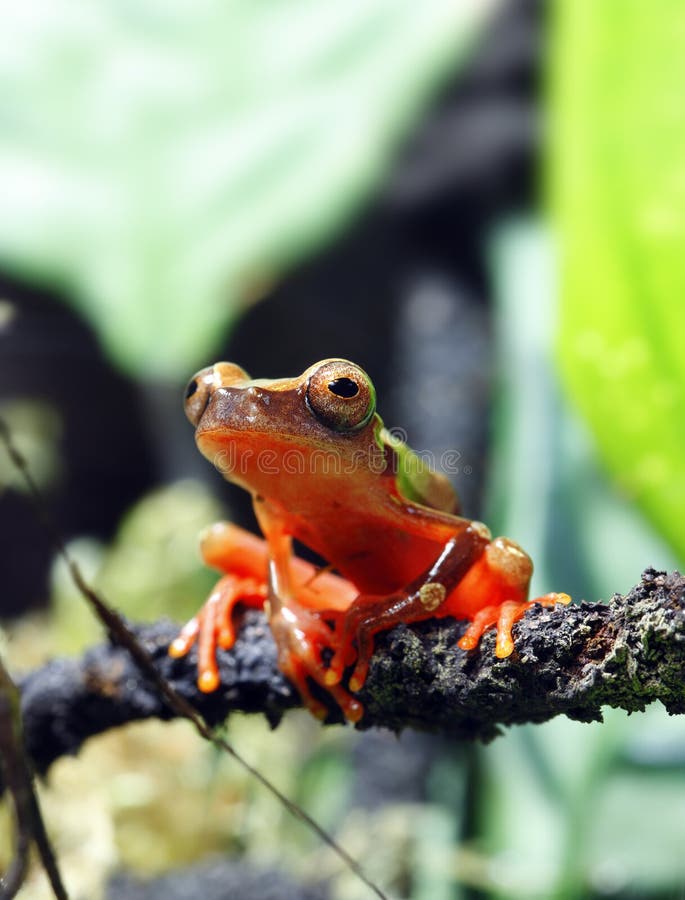 Red Tropical Exotic Tree Frog Stock Image - Image of brazil, endangered ...