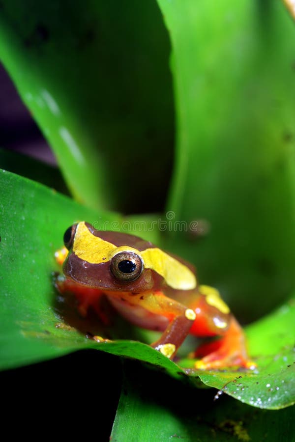 Clown treefrog stock photo. Image of spots, tree, ecuador - 19749124