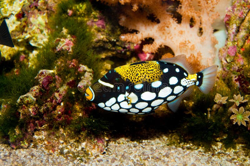 Clown Trigger Fish stock photo. Image of underwater, trigger - 11189644