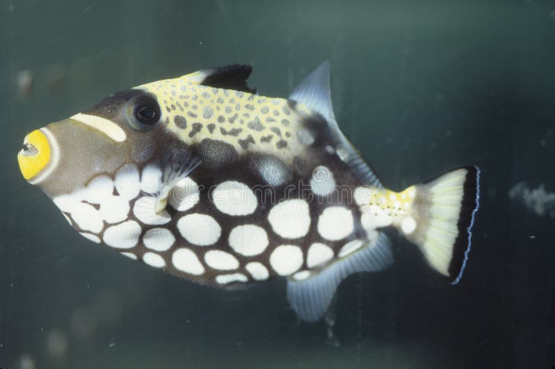 Trigger Fish stock image. Image of puffer, catfish, shark - 2311473