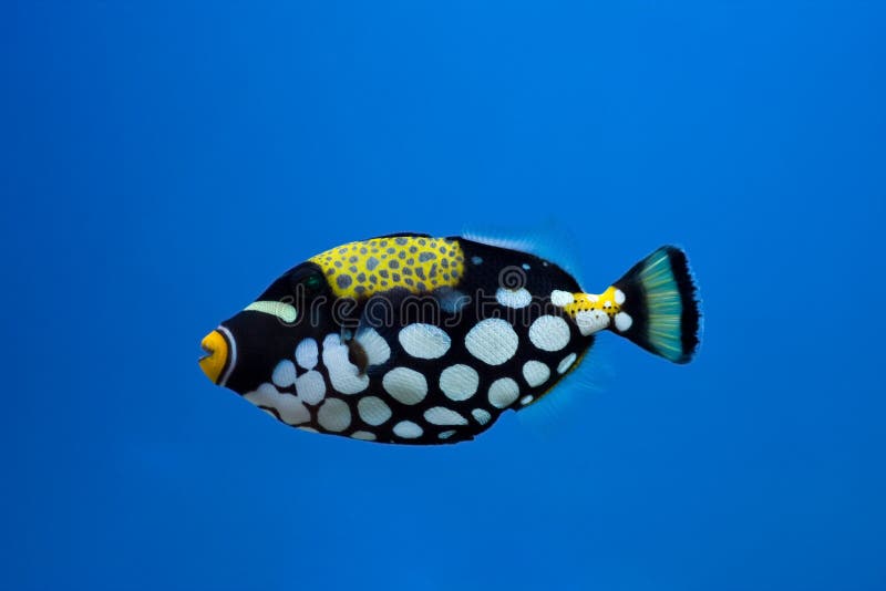 Clown trigger fish stock photo. Image of single, fish - 6876916