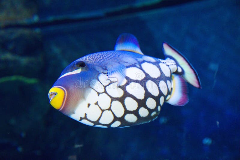Clown trigger fish stock photo. Image of pets, marine - 53777404
