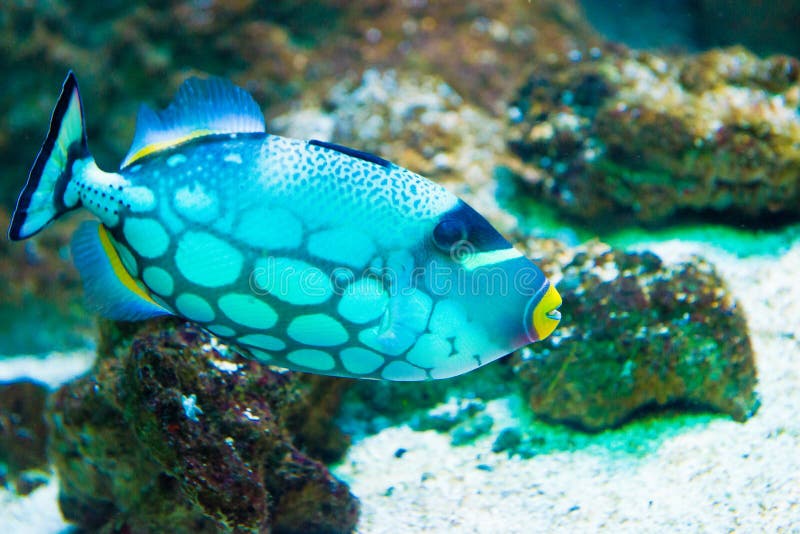 Clown Triggerfish - Balistoides Conspicillum Stockbild - Bild von ...