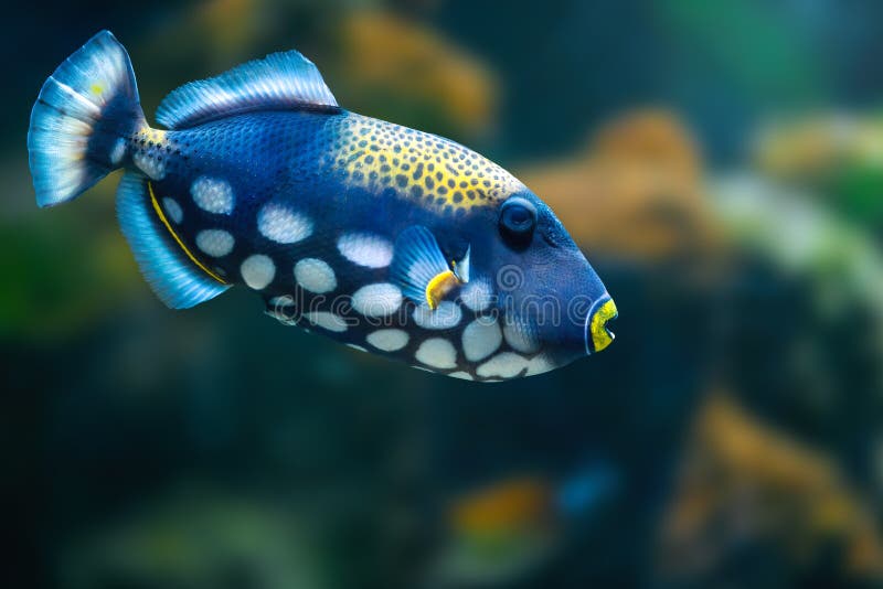Clown Triggerfish - Marine Fish Stock Image - Image of indopacific ...