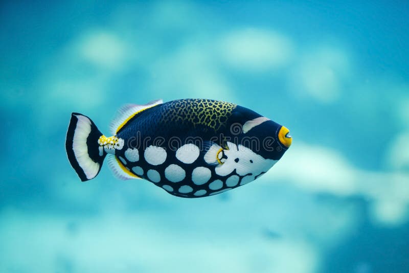 Clown Triggerfish stock photo. Image of wild, reef, clown - 164209500