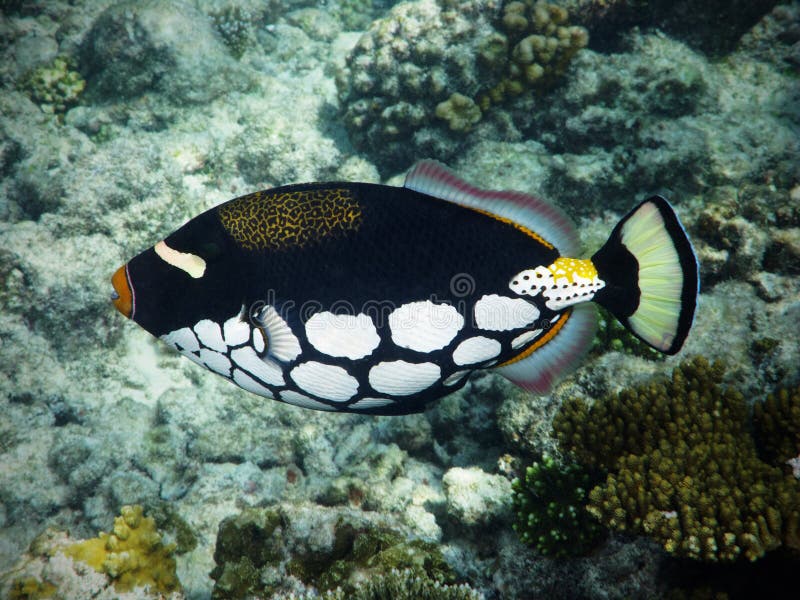 Clown Triggerfish in Maldives Stock Photo - Image of queensland, great ...